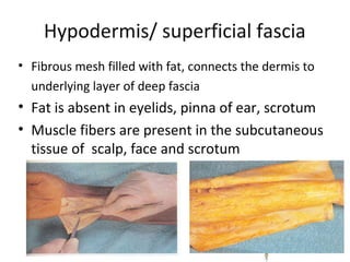 Skin and fascial medicos notes.com