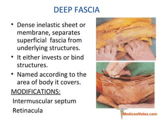 Skin and fascial medicos notes.com