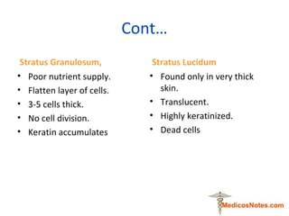 Skin and fascial medicos notes.com