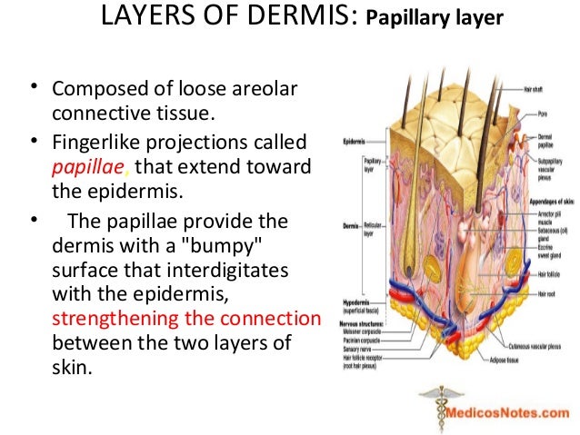 Skin and fascial medicos notes.com