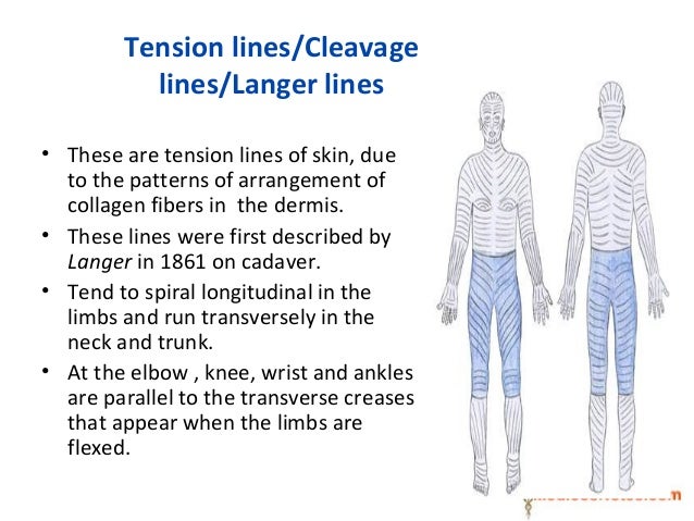 Skin and fascial medicos notes.com