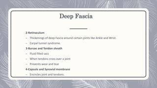Layers and Appendages of Skin. Superficial and deep Fascia PPT.pptx