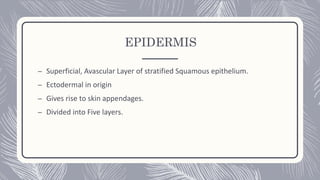 Layers and Appendages of Skin. Superficial and deep Fascia PPT.pptx