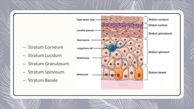 Layers and Appendages of Skin. Superficial and deep Fascia PPT.pptx
