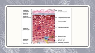 Layers and Appendages of Skin. Superficial and deep Fascia PPT.pptx