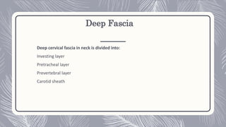 Layers and Appendages of Skin. Superficial and deep Fascia PPT.pptx