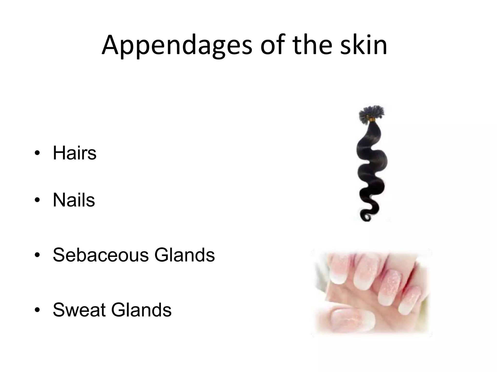 SKIN AND ITS APPENDAGES.pptx