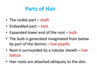 SKIN AND ITS APPENDAGES.pptx