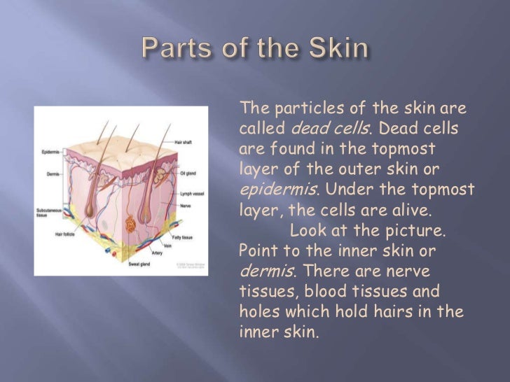 Skin And Its Function Skin And Its Function