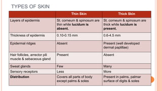 SKIN AND IT’S HISTOLOGY APPLIED dentistry.pptx