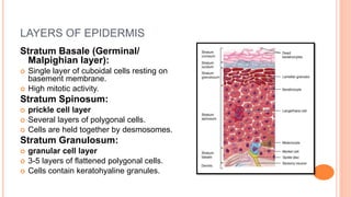 SKIN AND IT’S HISTOLOGY APPLIED dentistry.pptx