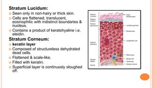 SKIN AND IT’S HISTOLOGY APPLIED dentistry.pptx