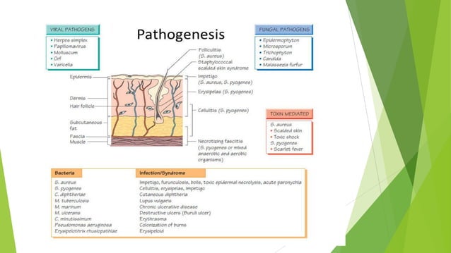 Skin and soft tissue infections | PDF | Skin and Dermatology | Diseases ...