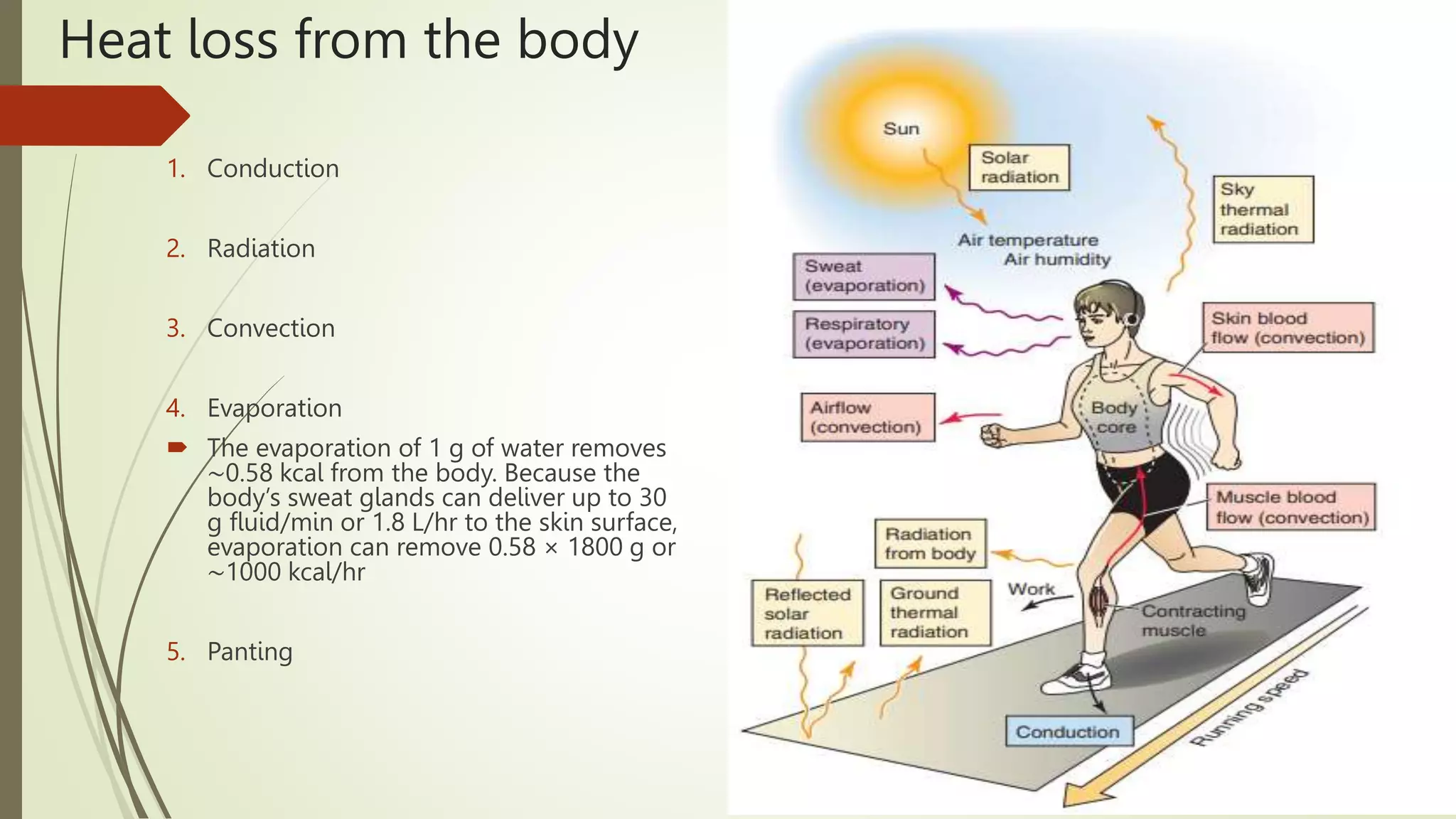 skin and temperature regulation.pptx
