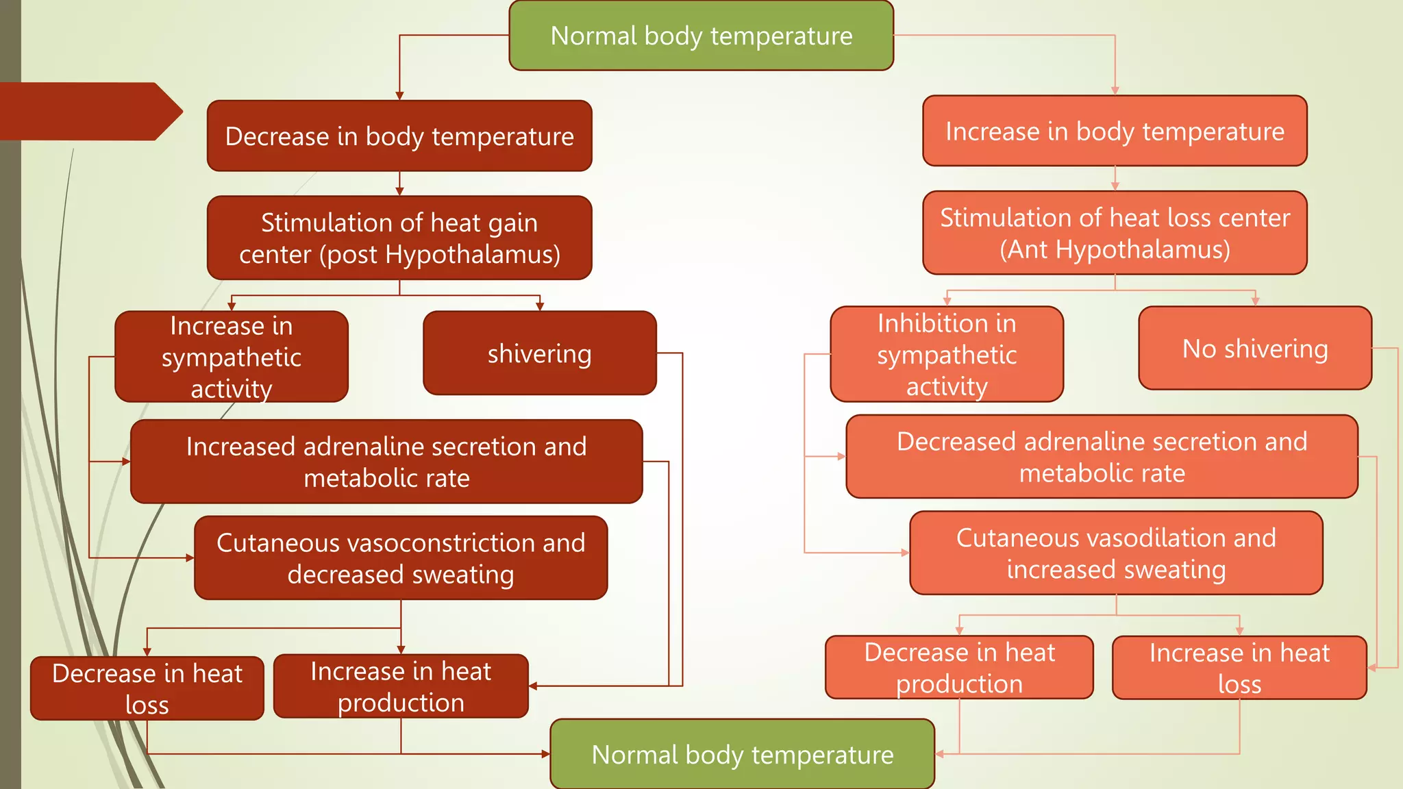 skin and temperature regulation.pptx