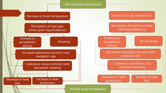 skin and temperature regulation.pptx