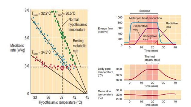 skin and temperature regulation.pptx