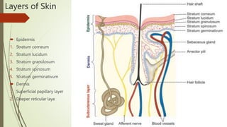 skin and temperature regulation.pptx