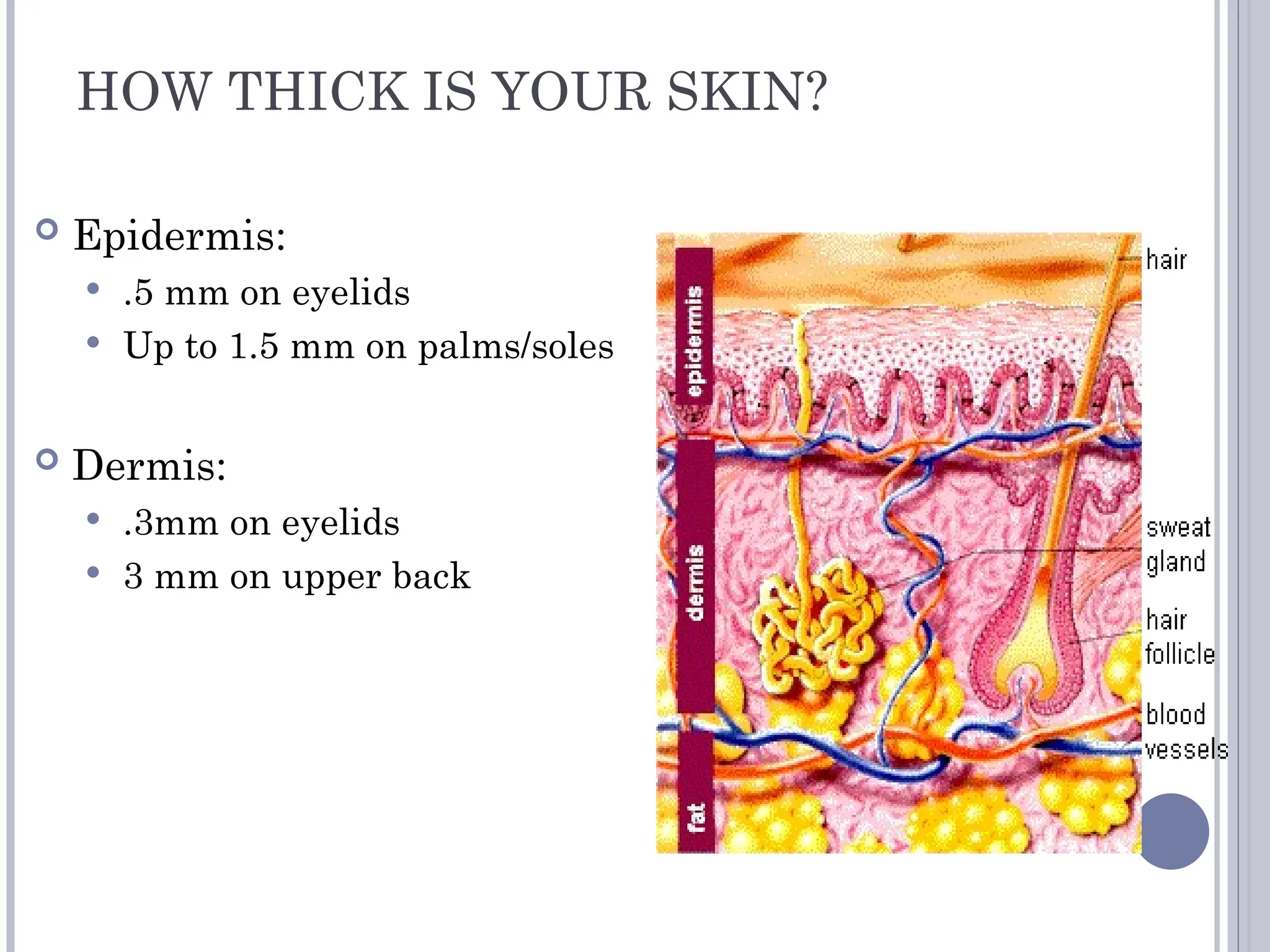 Skin, various diseases and problems on the skin and the Integumentary ...
