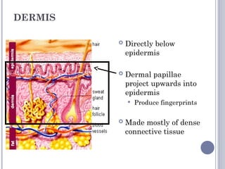 Skin, various diseases and problems on the skin and the Integumentary ...