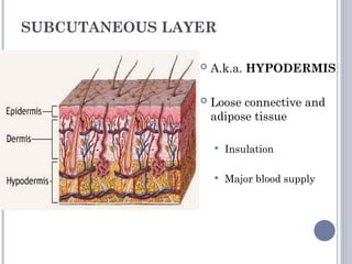 Skin, various diseases and problems on the skin and the Integumentary ...