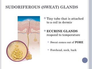 Skin, various diseases and problems on the skin and the Integumentary ...