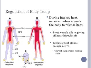Skin, various diseases and problems on the skin and the Integumentary ...