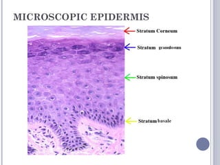 Skin, various diseases and problems on the skin and the Integumentary ...