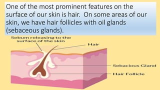 Skin and touch body systems by dean berry | PPT