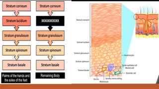 Physiology and chemistry of skin and pigmentation | PPTX