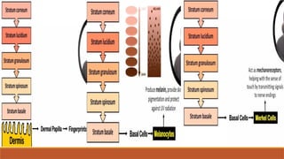 Physiology and chemistry of skin and pigmentation | PPTX