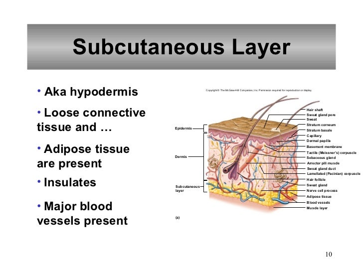 Subcutaneous Layer