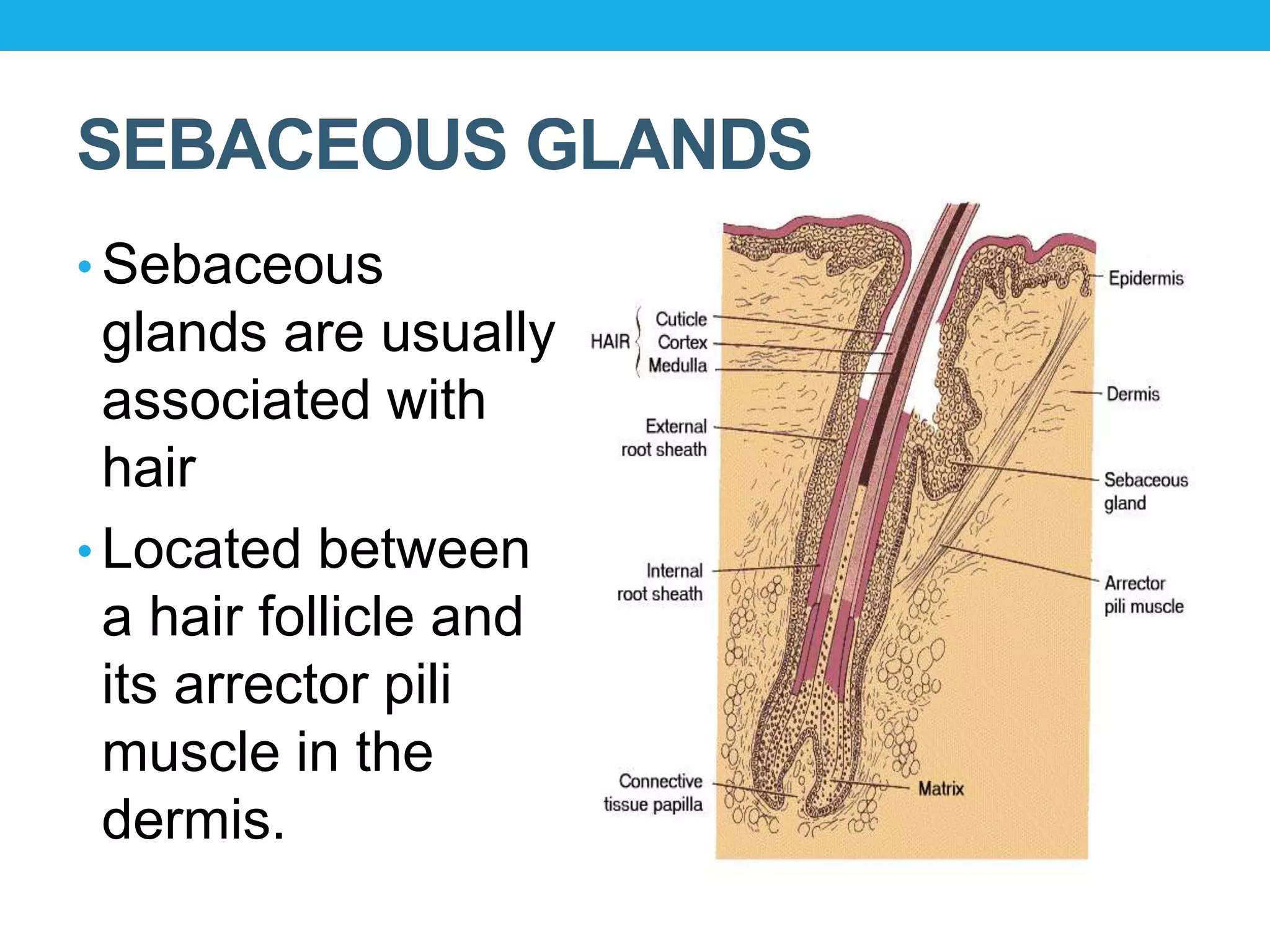 Skin appendages | PPTX