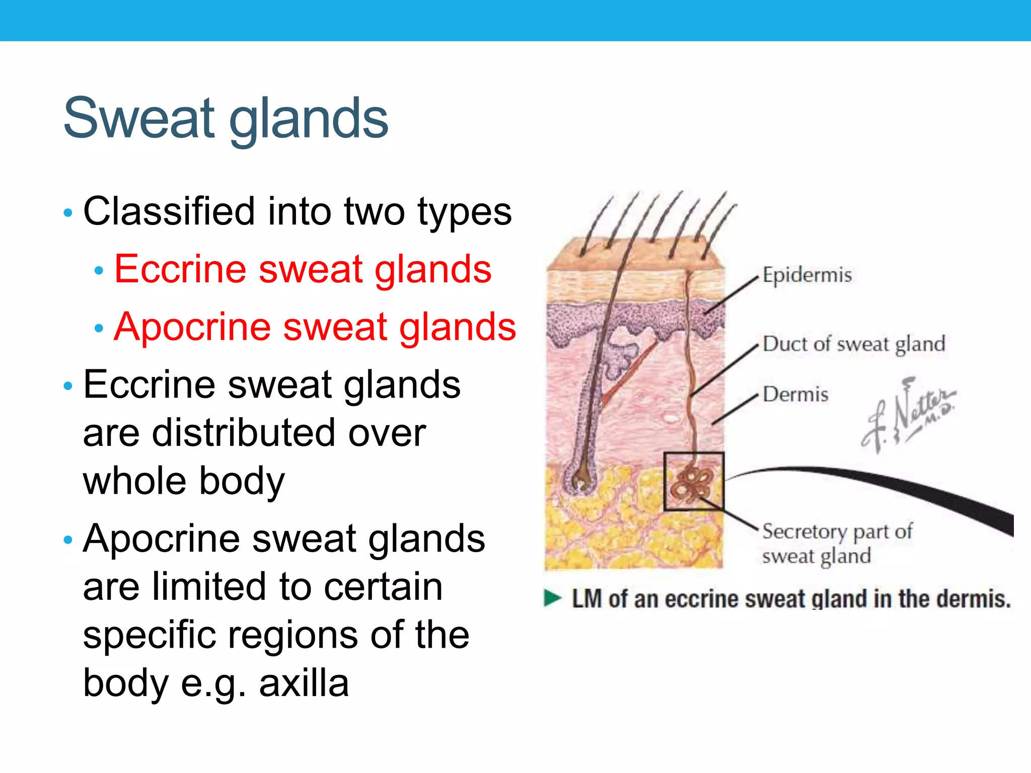 Skin appendages | PPTX