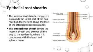 Comprehensive Overview of Skin Appendages: Hair, Nails, Sweat, and ...
