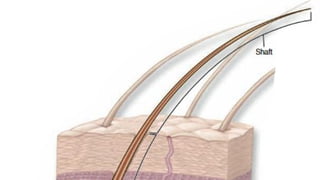 Comprehensive Overview of Skin Appendages: Hair, Nails, Sweat, and ...