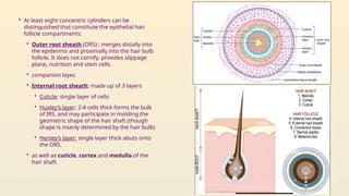 Skin_appendages_and_applied anatomy.pptx