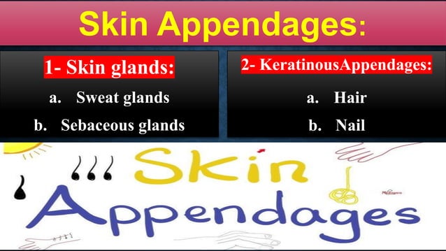 Skin , Appendages Presentation.pdf
