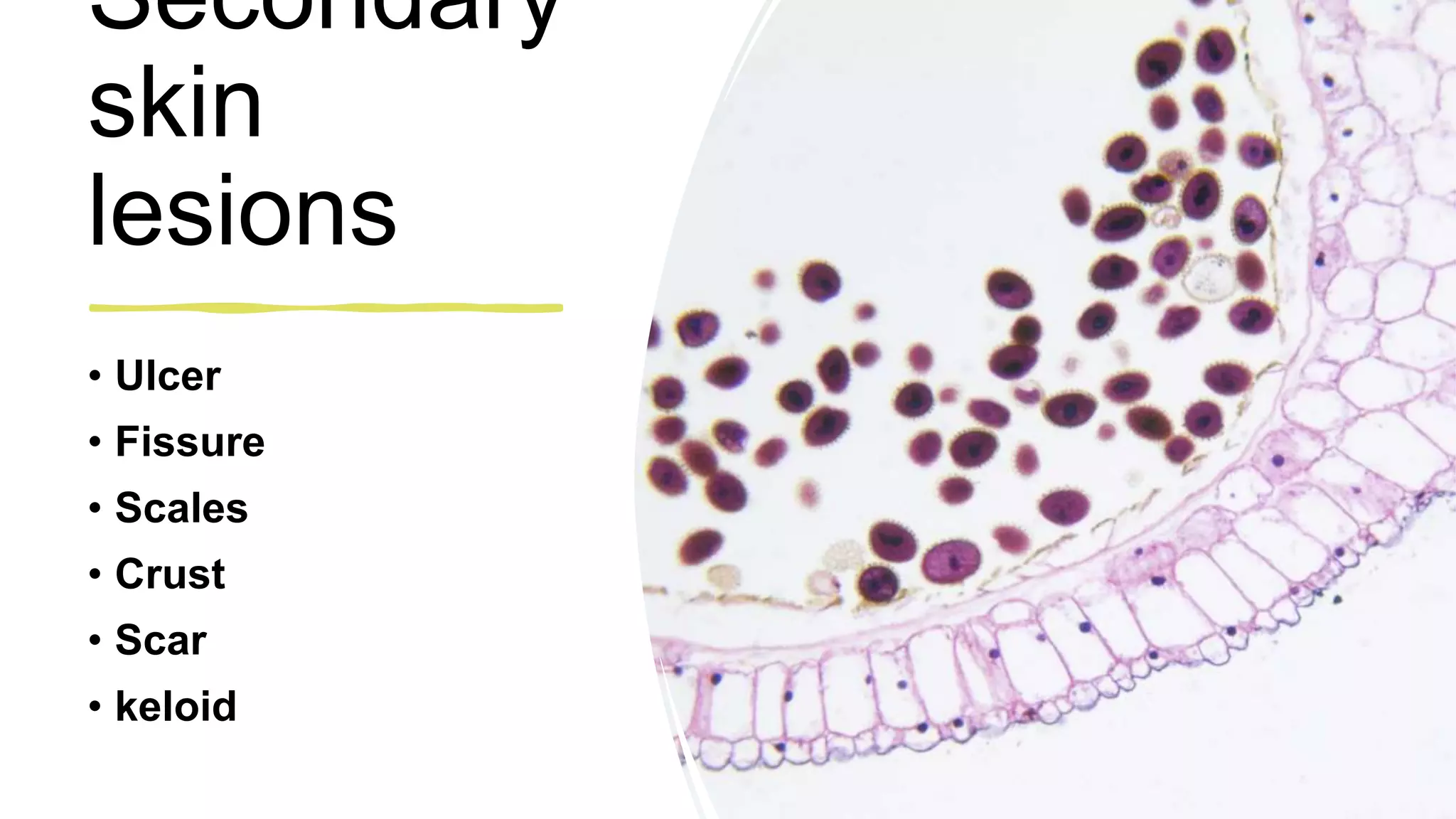 Skin assessment (1) | PPTX