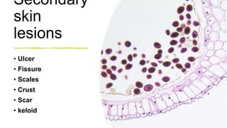 Skin assessment (1) | PPTX