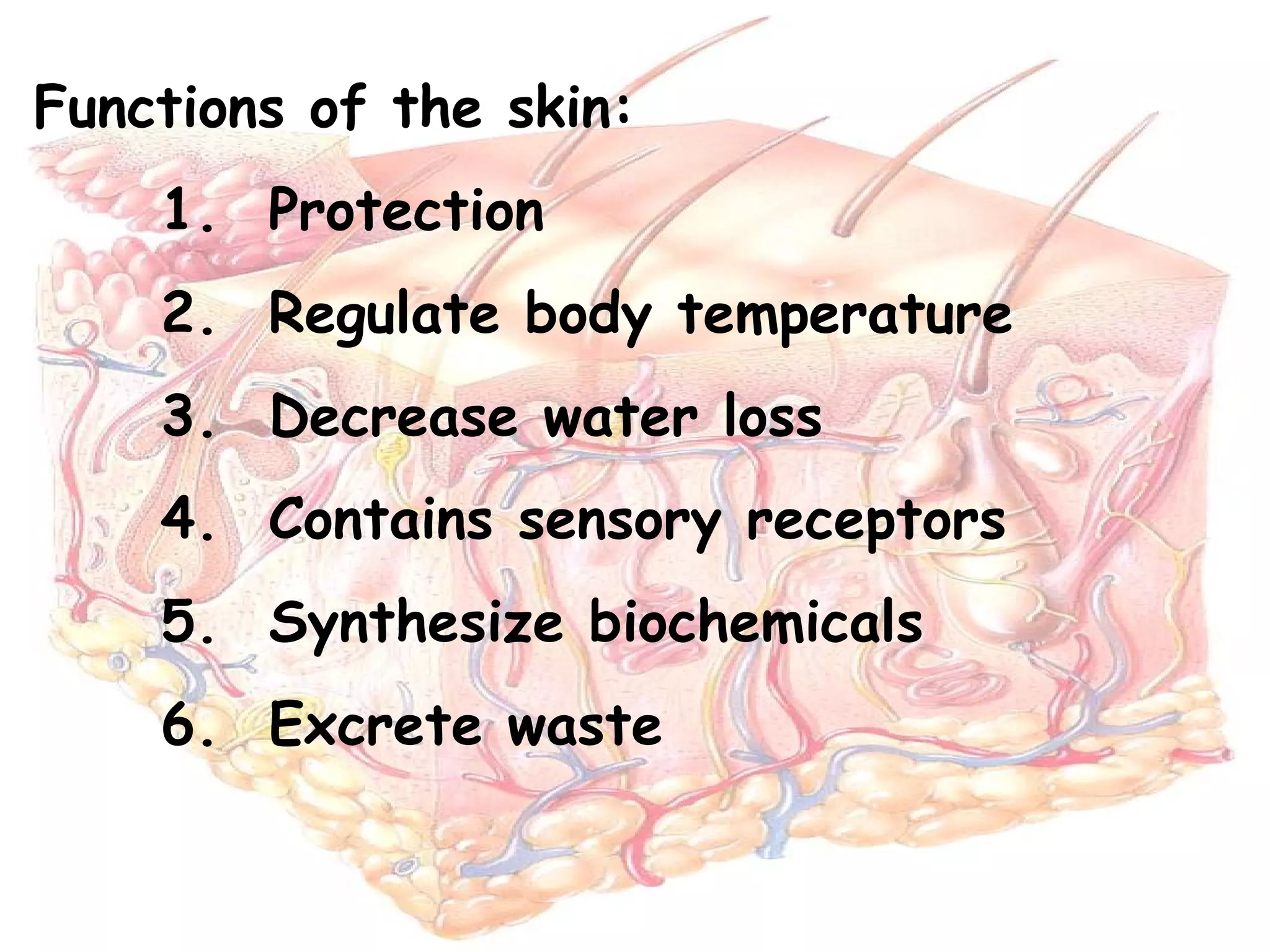 Skin - Biology | PPT