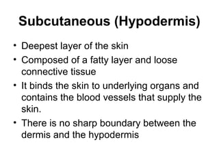 Skin - Biology | PPT