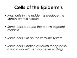 Skin - Biology | PPT