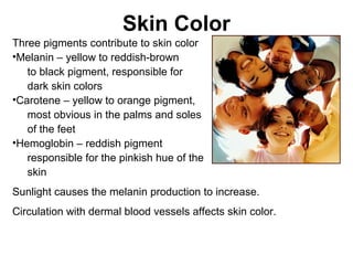 Skin - Biology | PPT