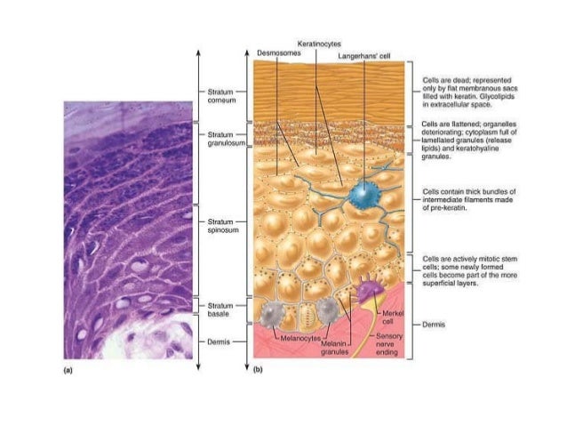 Epidermis Biology For Majors Ii