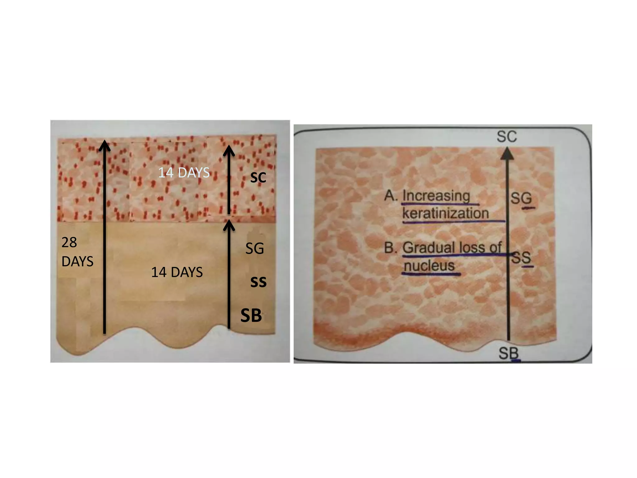 Skin basic structure | PPTX
