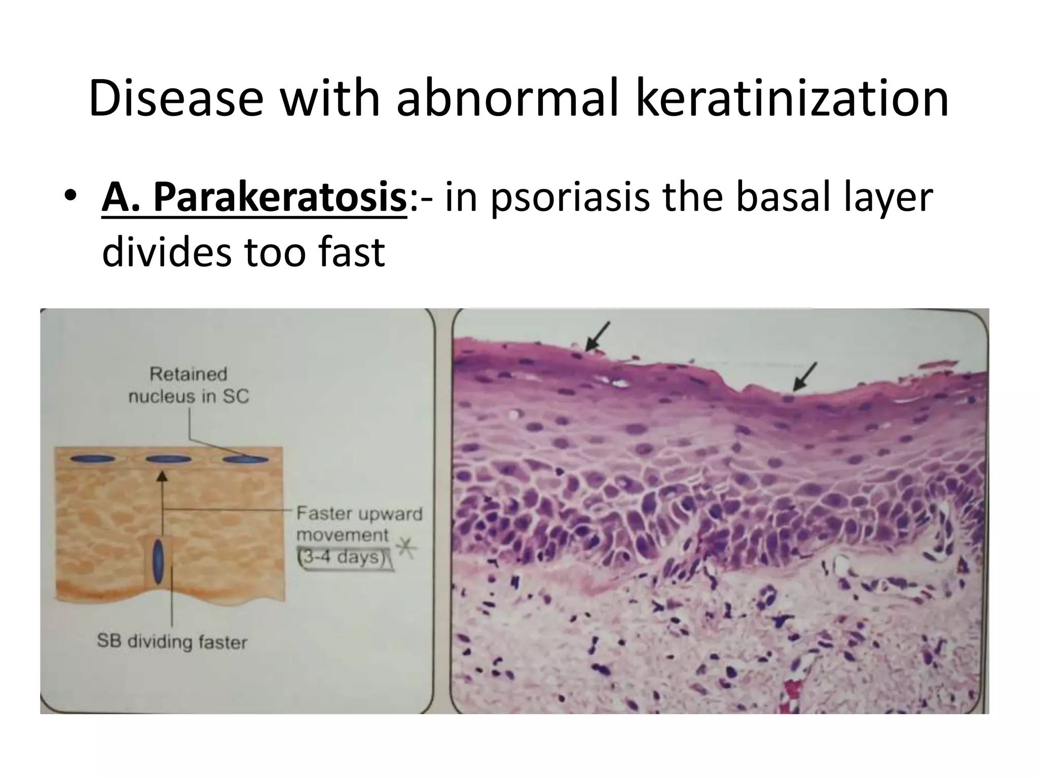 Skin basic structure | PPTX