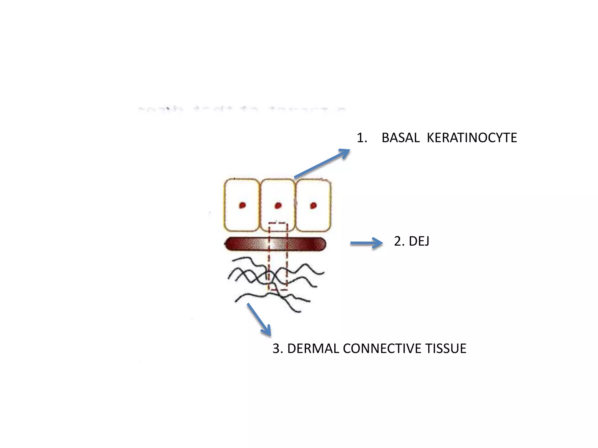 Skin basic structure | PPTX