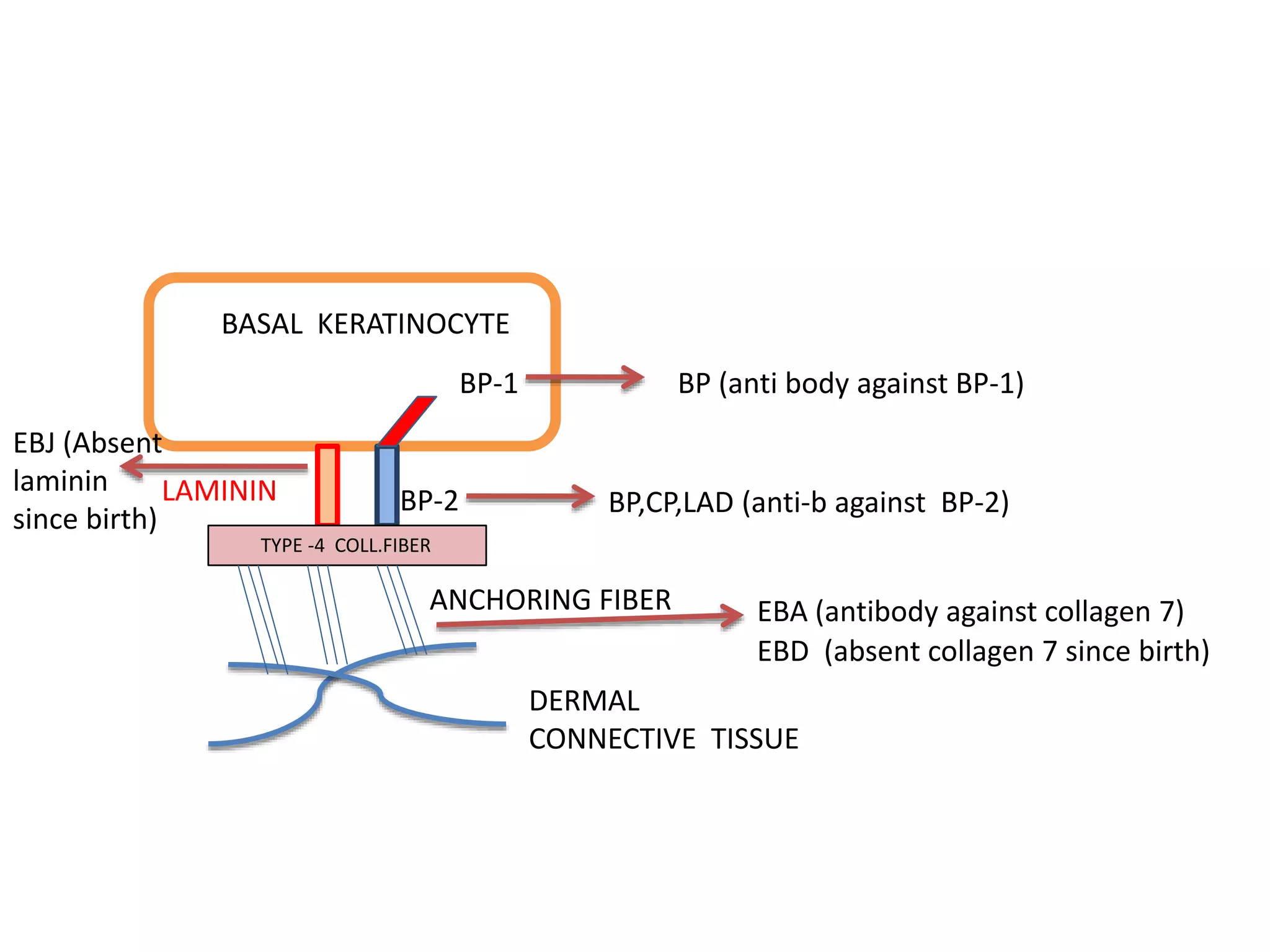 Skin basic structure | PPTX