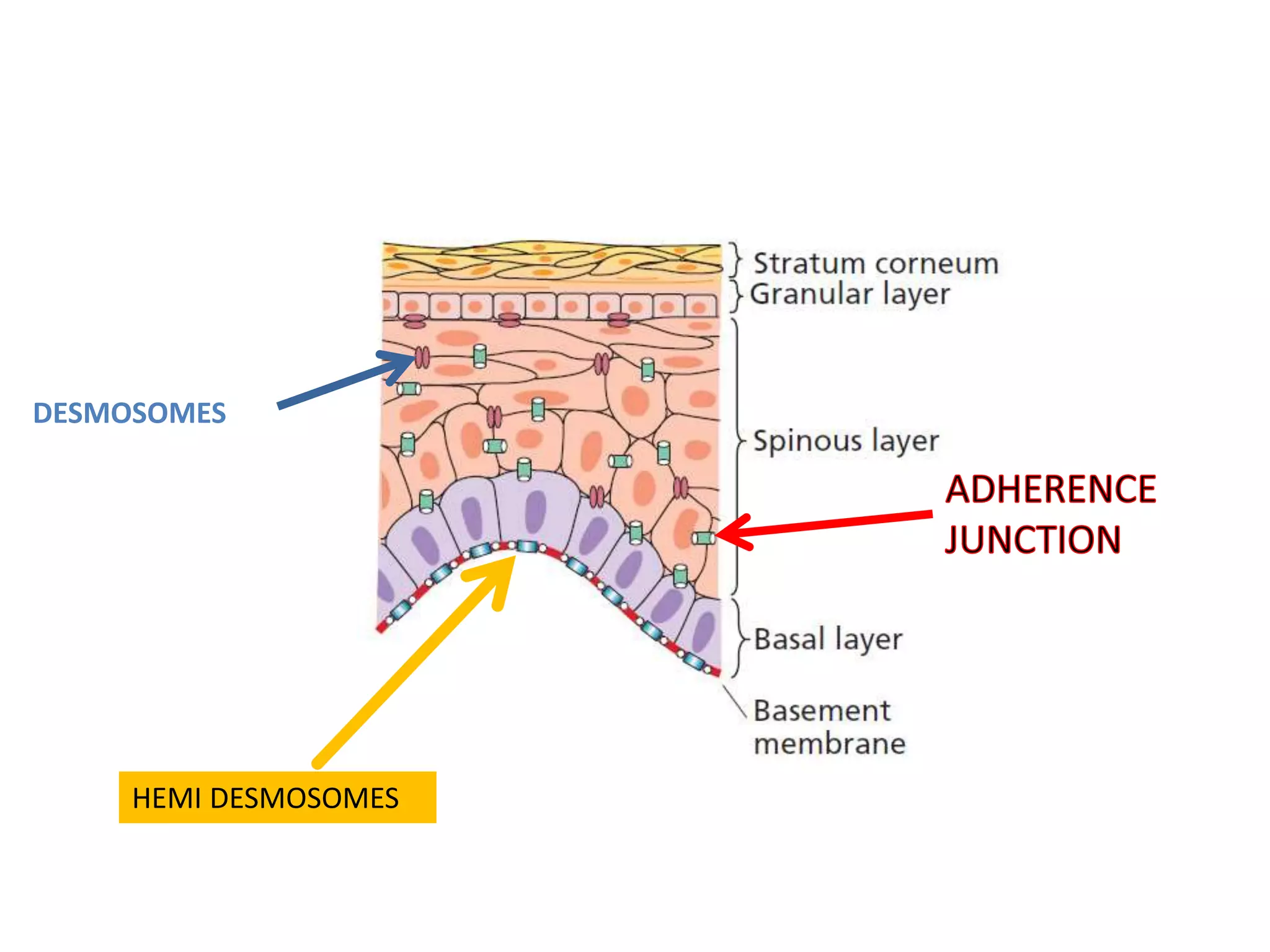 Skin basic structure | PPTX